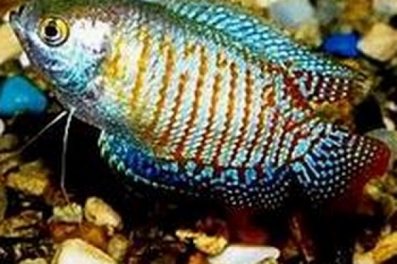 丽丽鱼的雌雄辨别 | 香港水族网