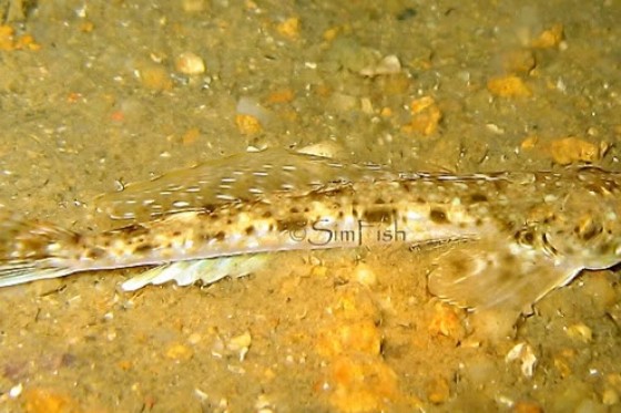 龍尾彎棘斜棘魚銜 Repomucenus curvicornis | 香港水族網